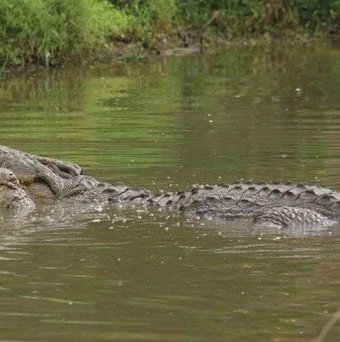 Jacare Africano Gigante Brazil Wildlife Tours | Best Guided Brazil
