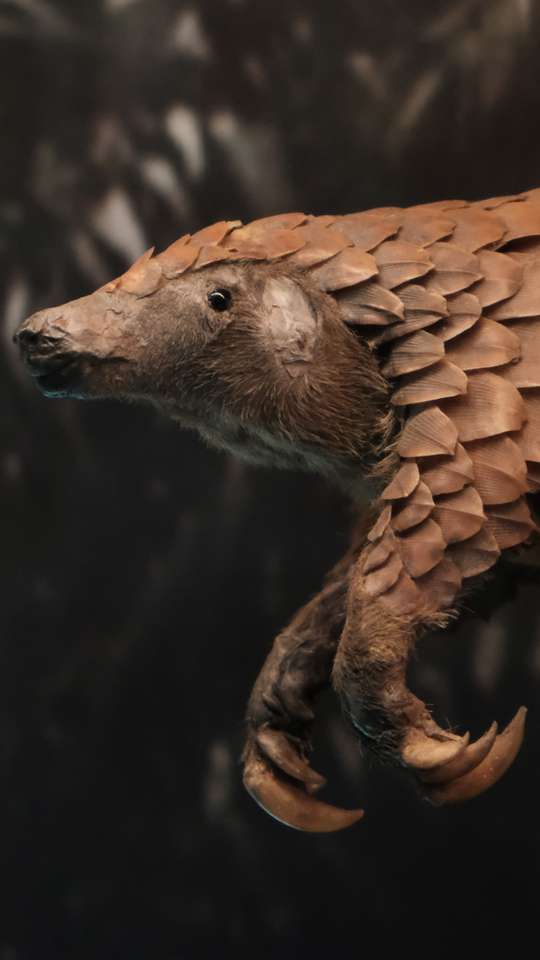 Animais Mais Raros Do Mundo