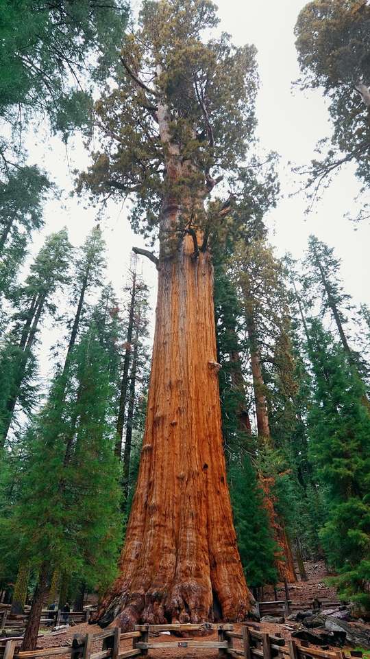 A Arvore Mais Alta Do Mundo Qual é A Altura Da árvore Mais Alta Do