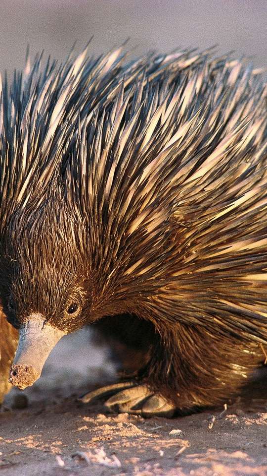 Equidna De Quatro Cabecas