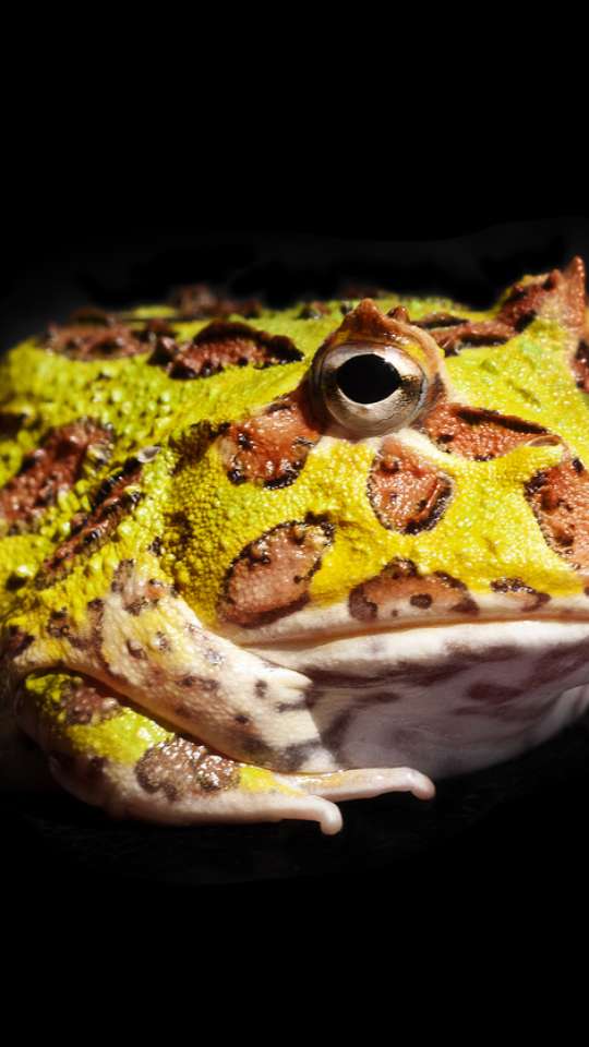 Sapo Gigante Do Pacman VENDIDO Sapo Pacman (Ceratophrys Cranwelli)