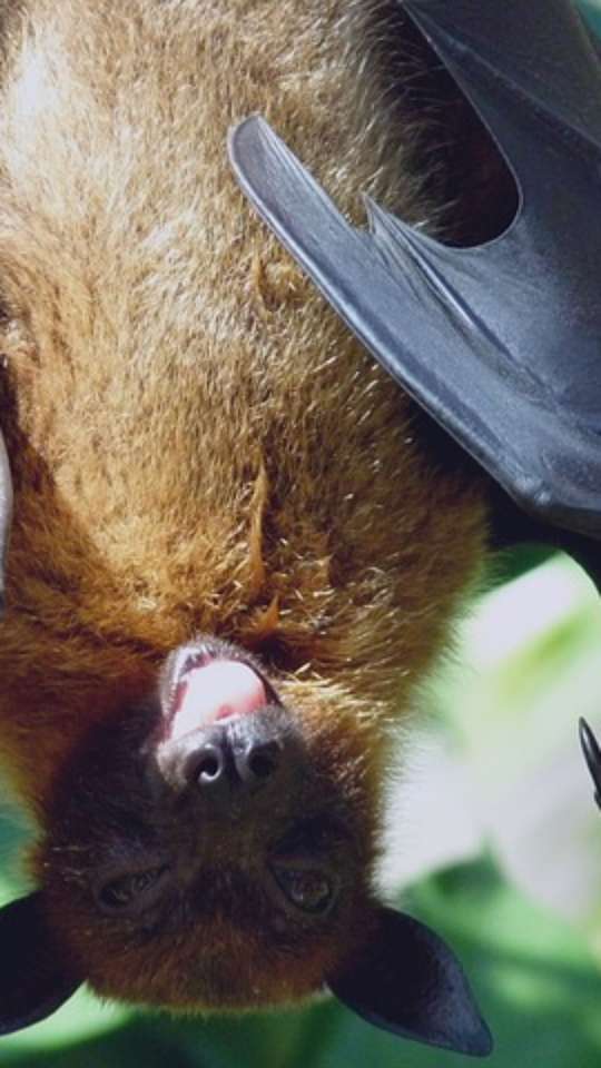 Morcego Vampiro Gigante Morcego 'de Tamanho Humano' Das Filipinas Tem
