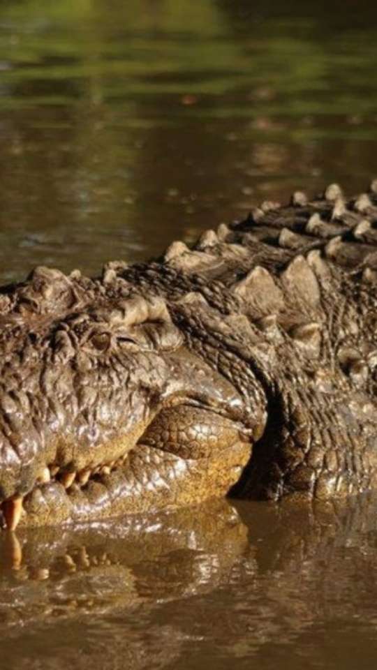 Crocodilo Gigante Do Nilo O Crocodilo Do Nilo (Crocodylus Niloticus)